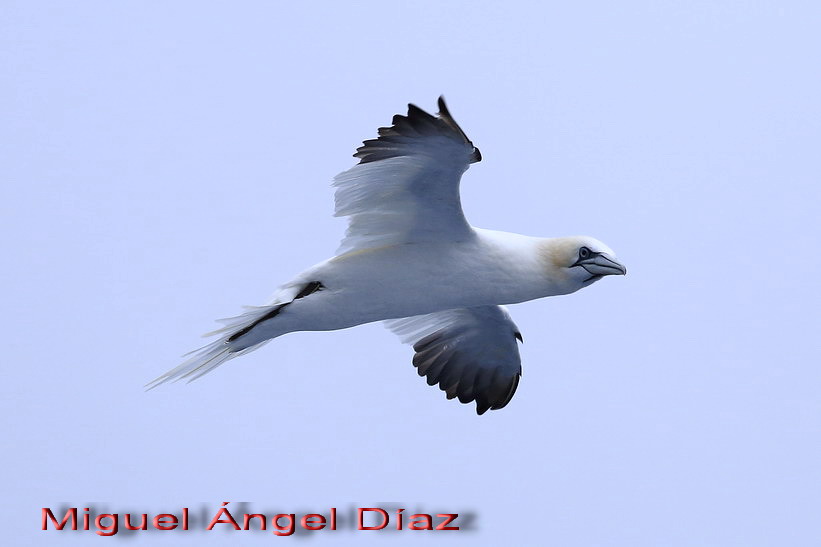 Cuaderno de Campo: Alcatraz común (Morus bassanus)