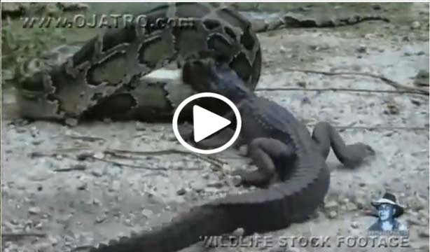 Anaconda eating alligator. | Khmer4Videos