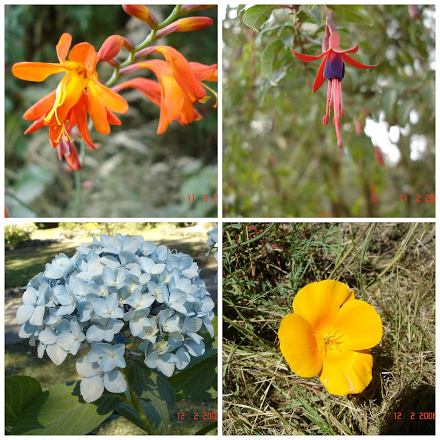 Tá indo pra onde?: Região dos Lagos Andinos: saltos do rio Petrohue e o ...