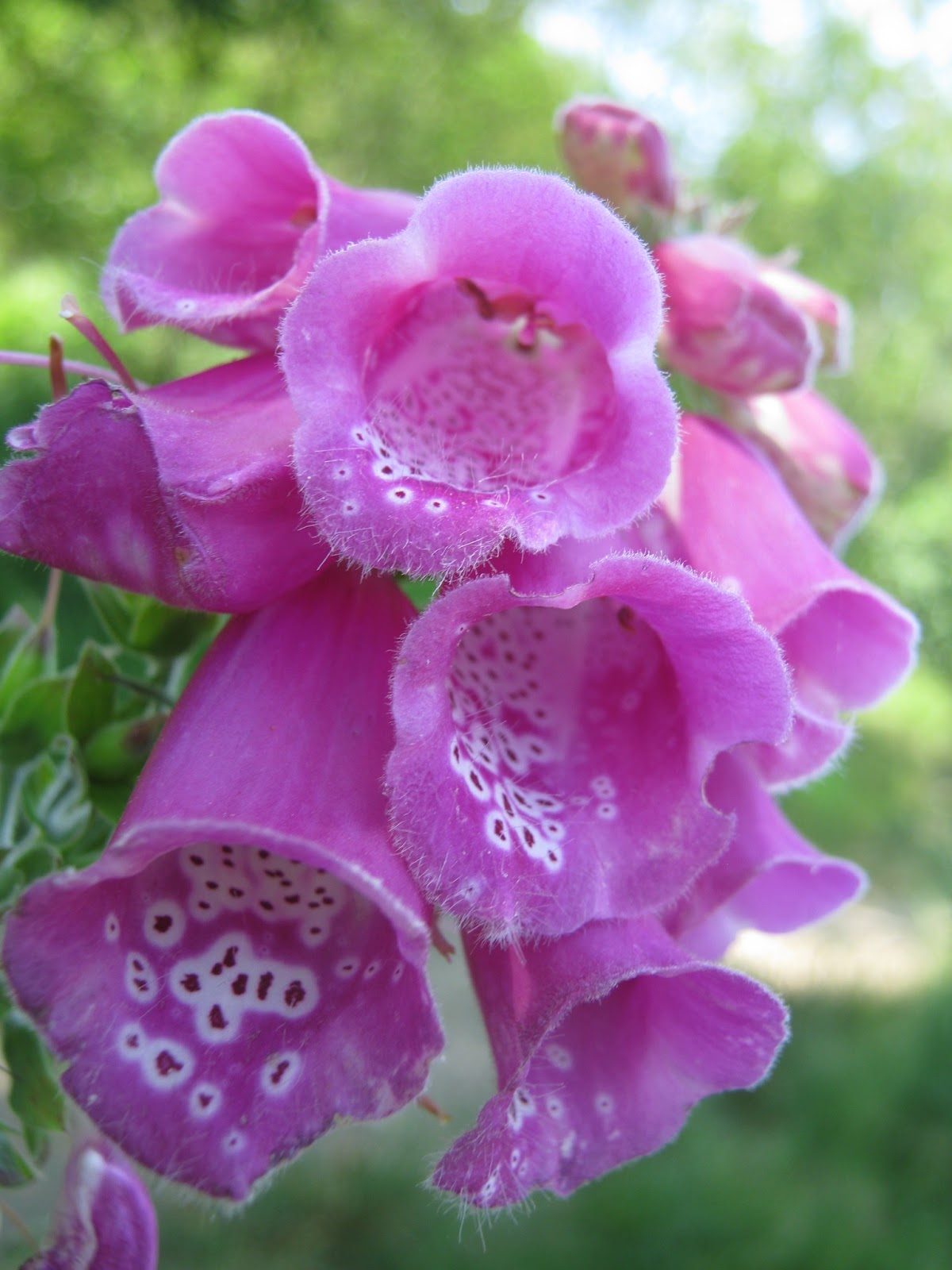 Una mirada al entorno.: Dedalera