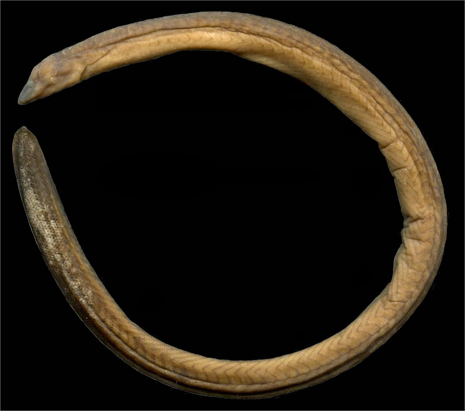 Species New to Science: [Ichthyology • 2011] Monopterus ichthyophoides ...