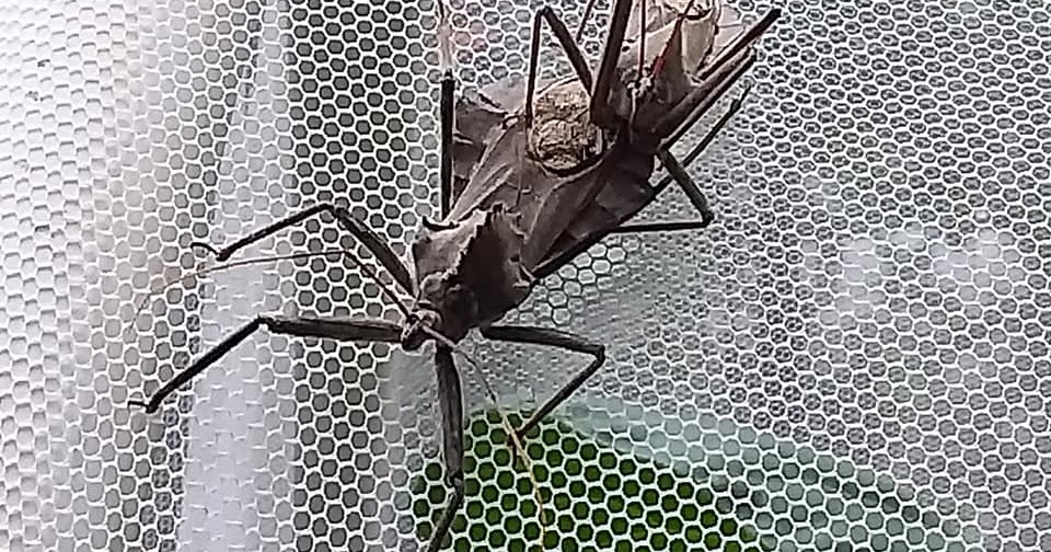Springfield Plateau: Wheel Bugs