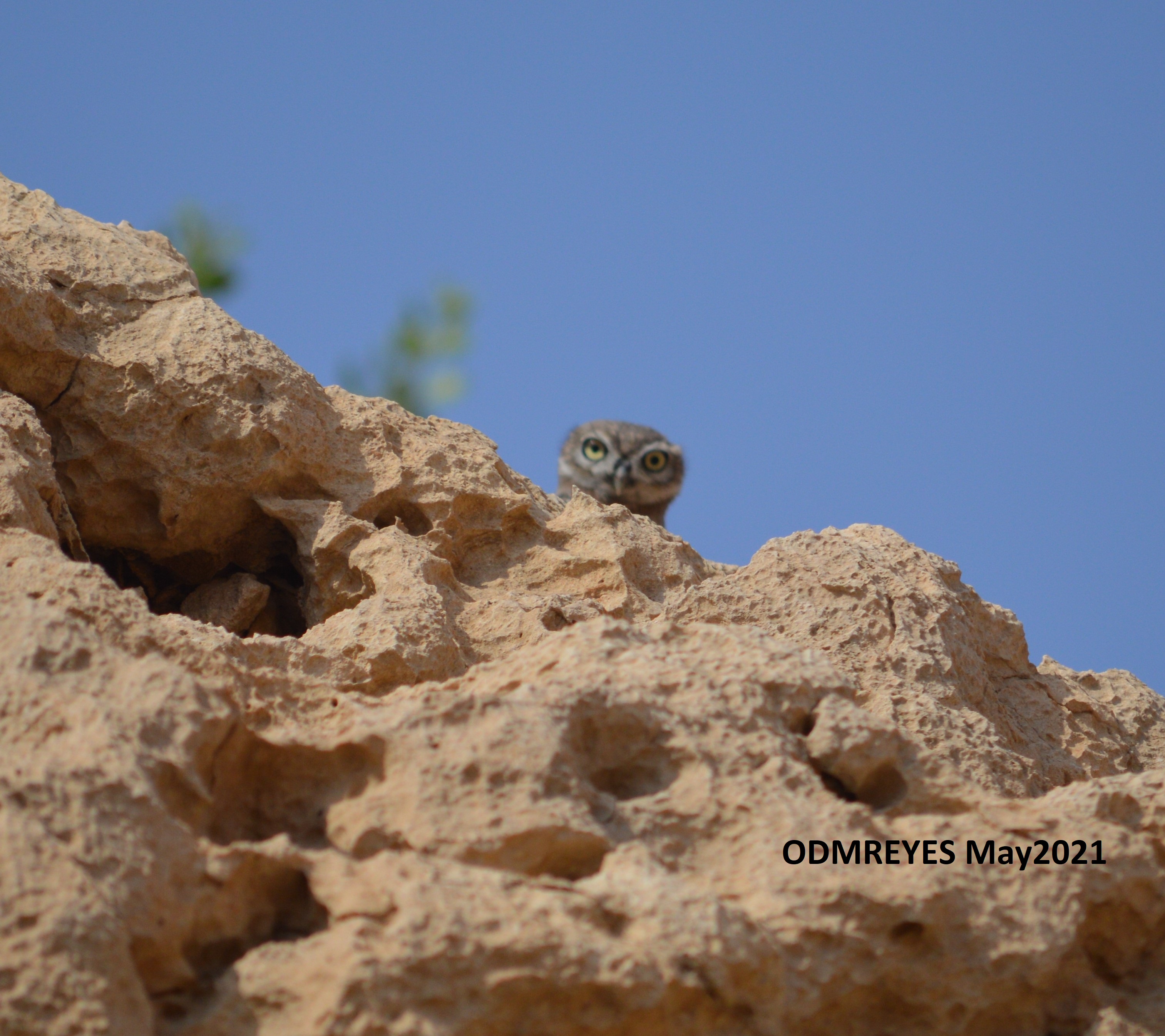 Samurai Bug Chronicles: Awesome Bird Encounter at the Maleha Trail