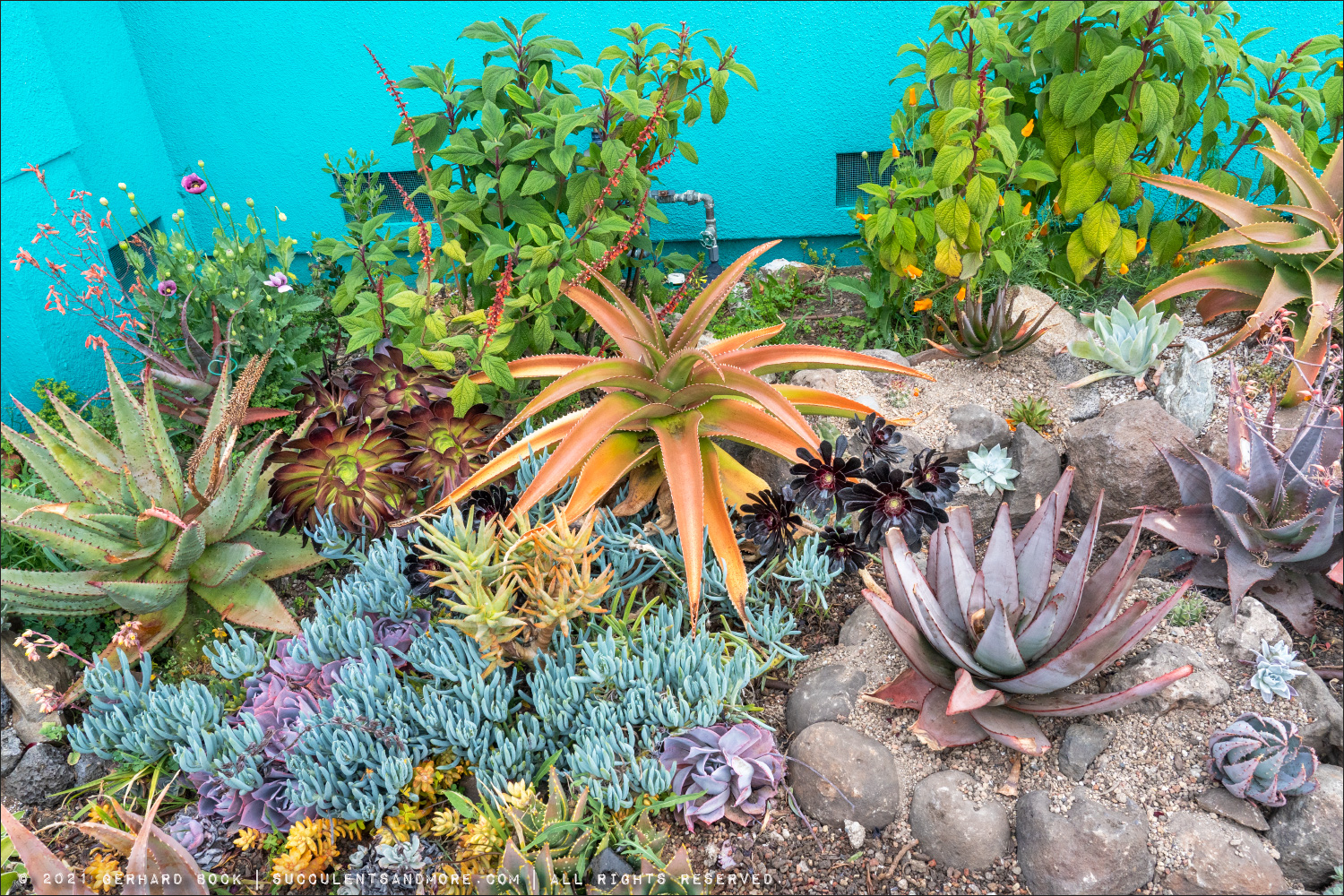 John B's amazing urban aloe garden