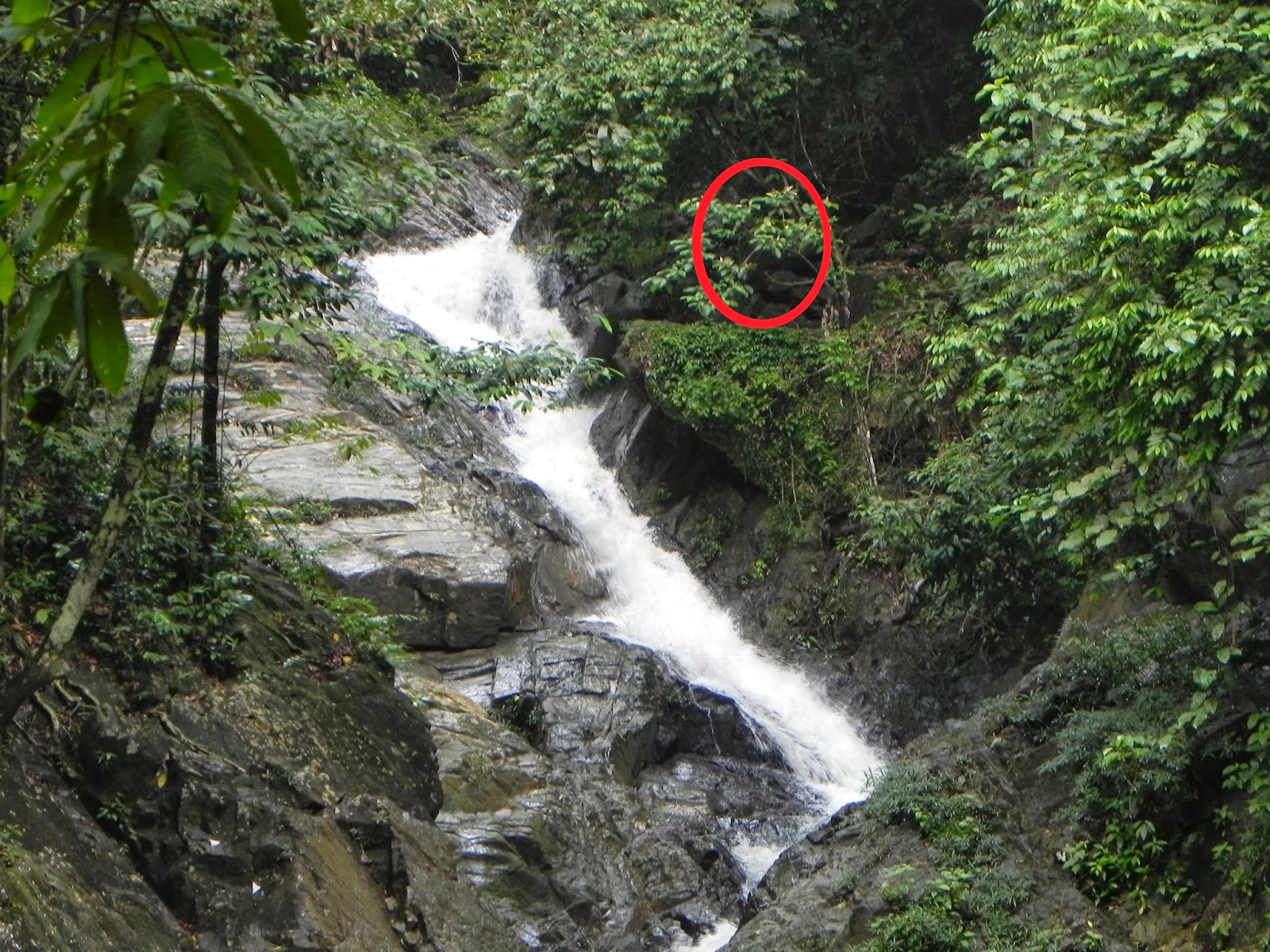 Relatif: Siri 02: Hutan Lipur Jeram Linang (Machang)