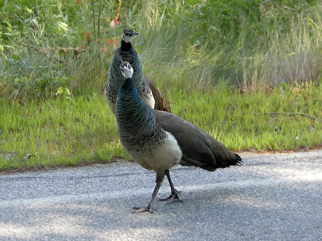 New England Wildlife: Peahens out for a stroll