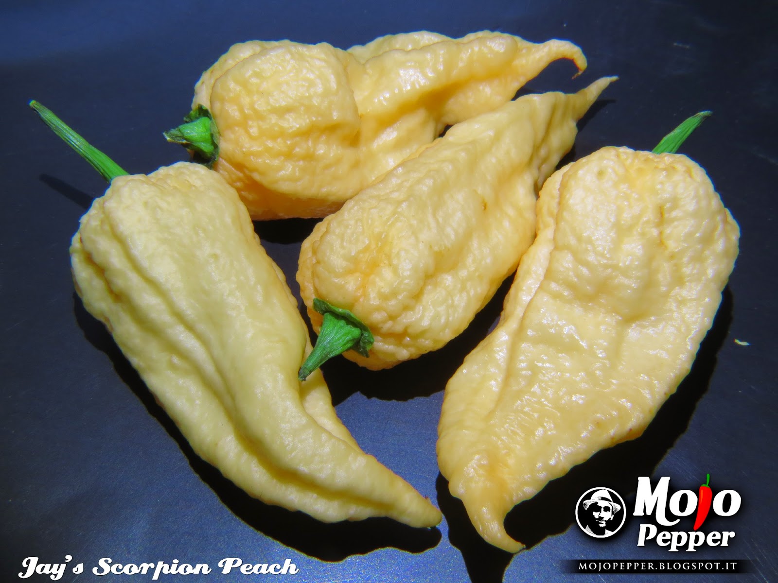 The Mojo Pepper - Just a Chili Pepper grower: Jay's Peach scorpion ...