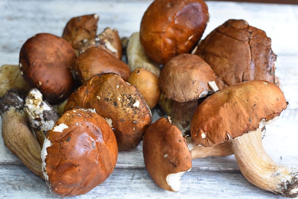 Tocanita de hribi - CAIETUL CU RETETE