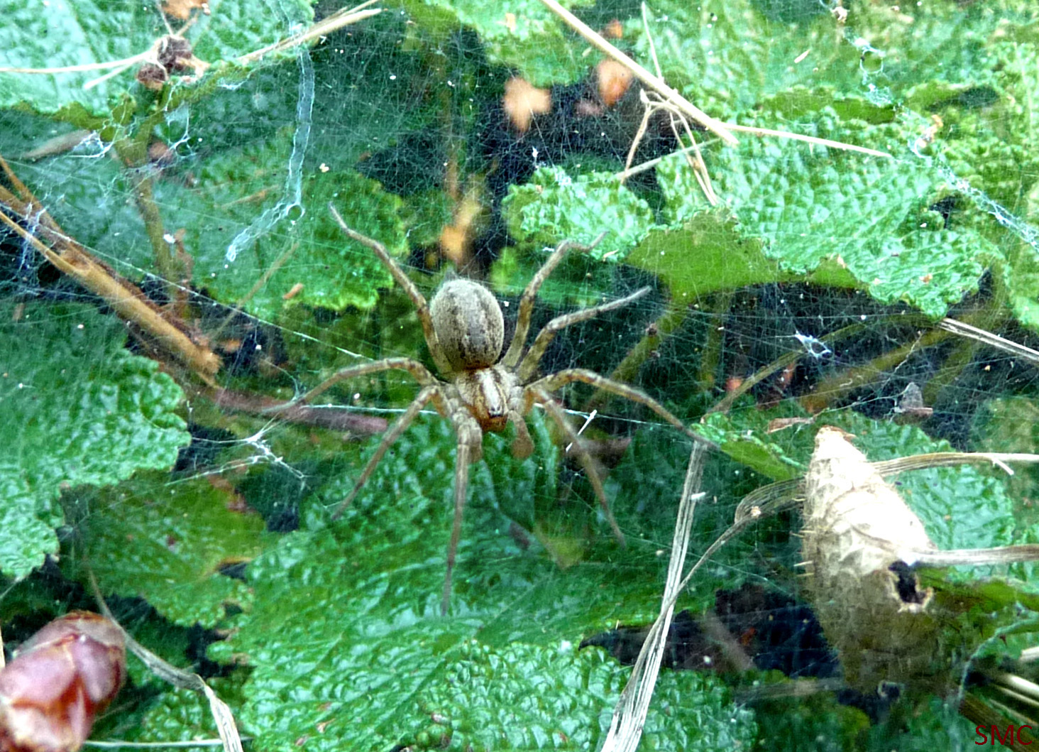 Spiders and me: Spiders in Seattle: a walk through the Washington Park ...
