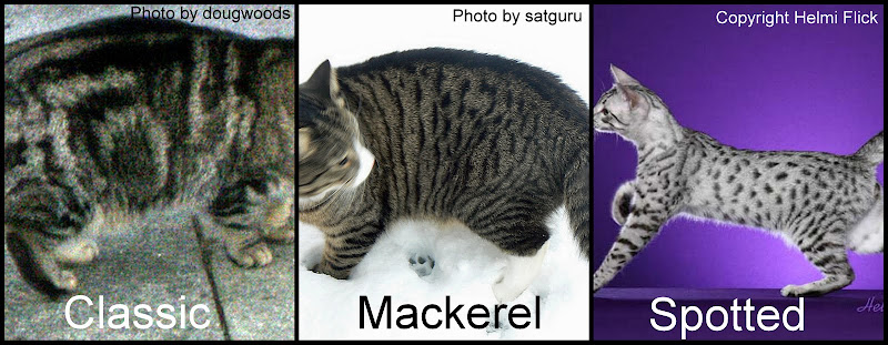 Cat Chit Chat: What is a classic tabby?