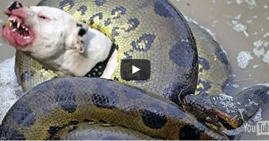 Dog VS. Giant Anaconda Snake - Real Fight - Top Video Daily