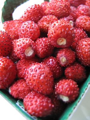 Behind the French Menu: Fraises - Strawberries. The Wild Strawberry and ...