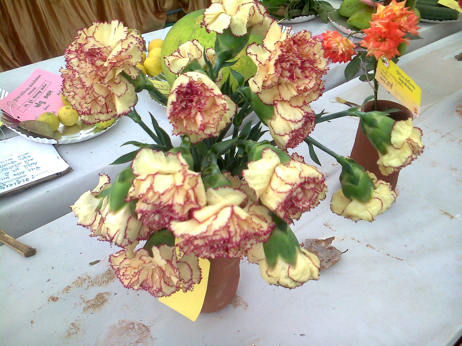 flower, fruit & vegitable horticulture exhibition 2013 - Green Ahmedabad: