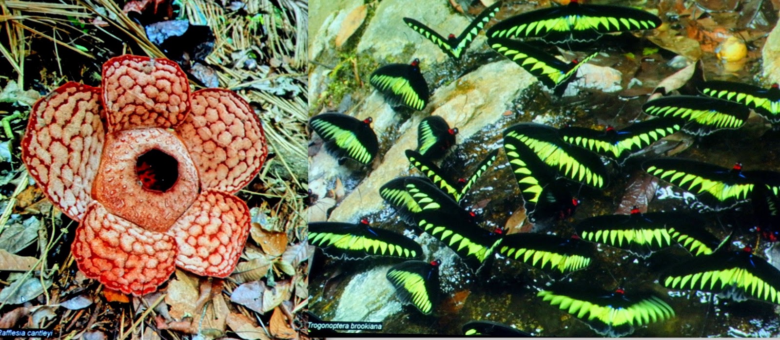 KINTA CHRONICLES: Behold .. The Beauty Of Kinta Valley