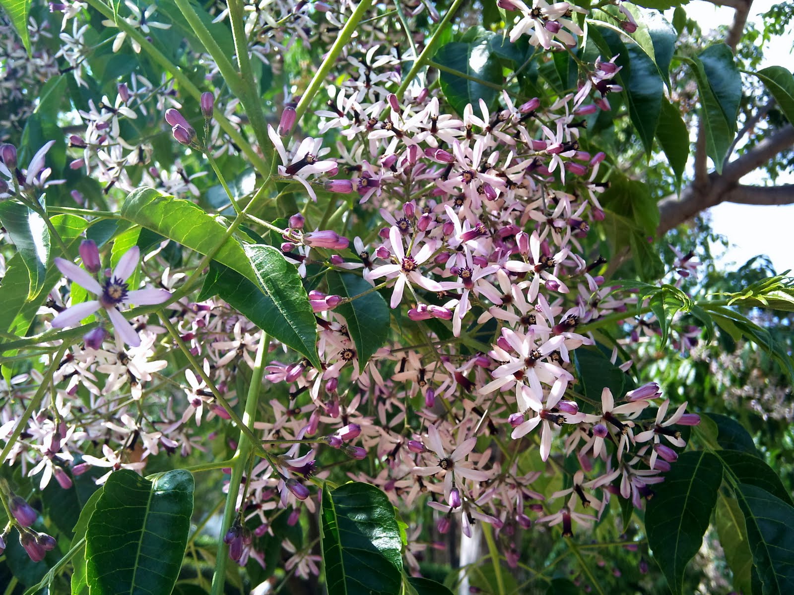 Árboles con alma: Cinamomo. Melia. (Melia azedarach)