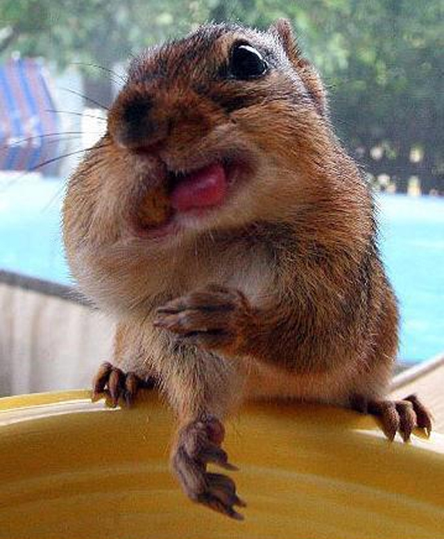 Esquilo guloso coloca o amendoim inteiro na boca - Ideias Green