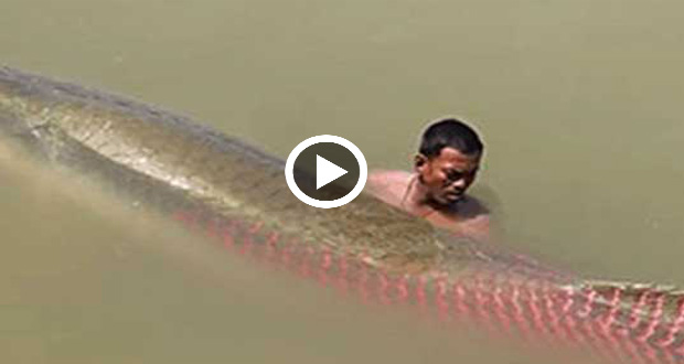 RMSO Bigfoot: Epic Monster Fish in the Amazon