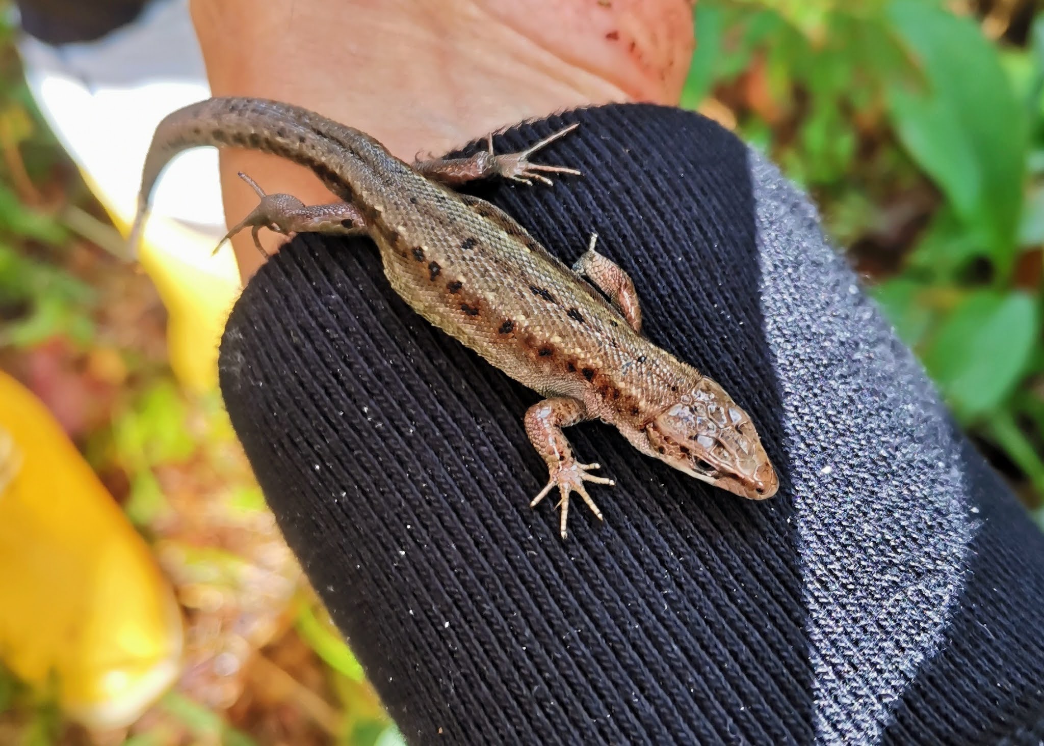 Sirpan luontoblogi: Seinänvierten sympaattinen ja harmiton vilistäjä