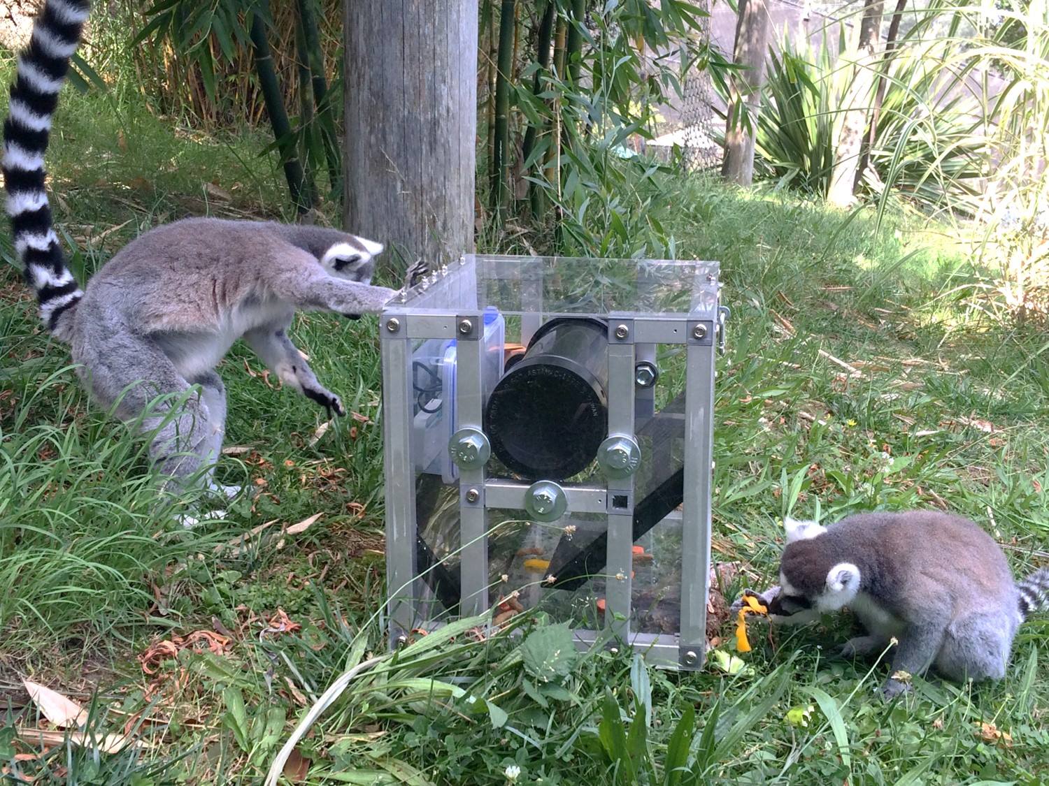 The Prancing Papio: [UPDATED] The Ring-Tailed Lemurs at Oakland Zoo ...