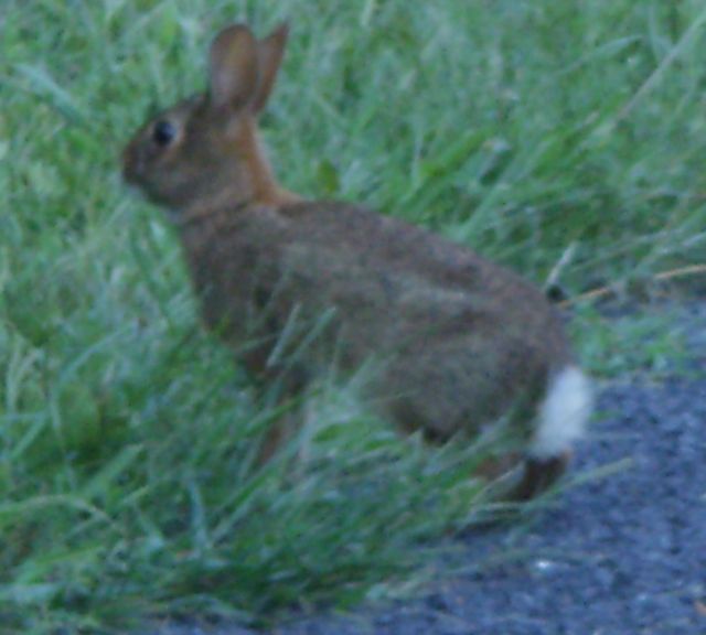 Sandra The Free Range Superbunny: Bunny In The Garden