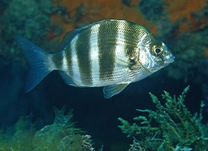 Pescados de temporada: Sargo