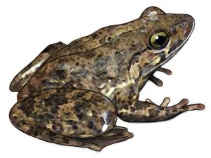 Goliath Frog - Animal Wild