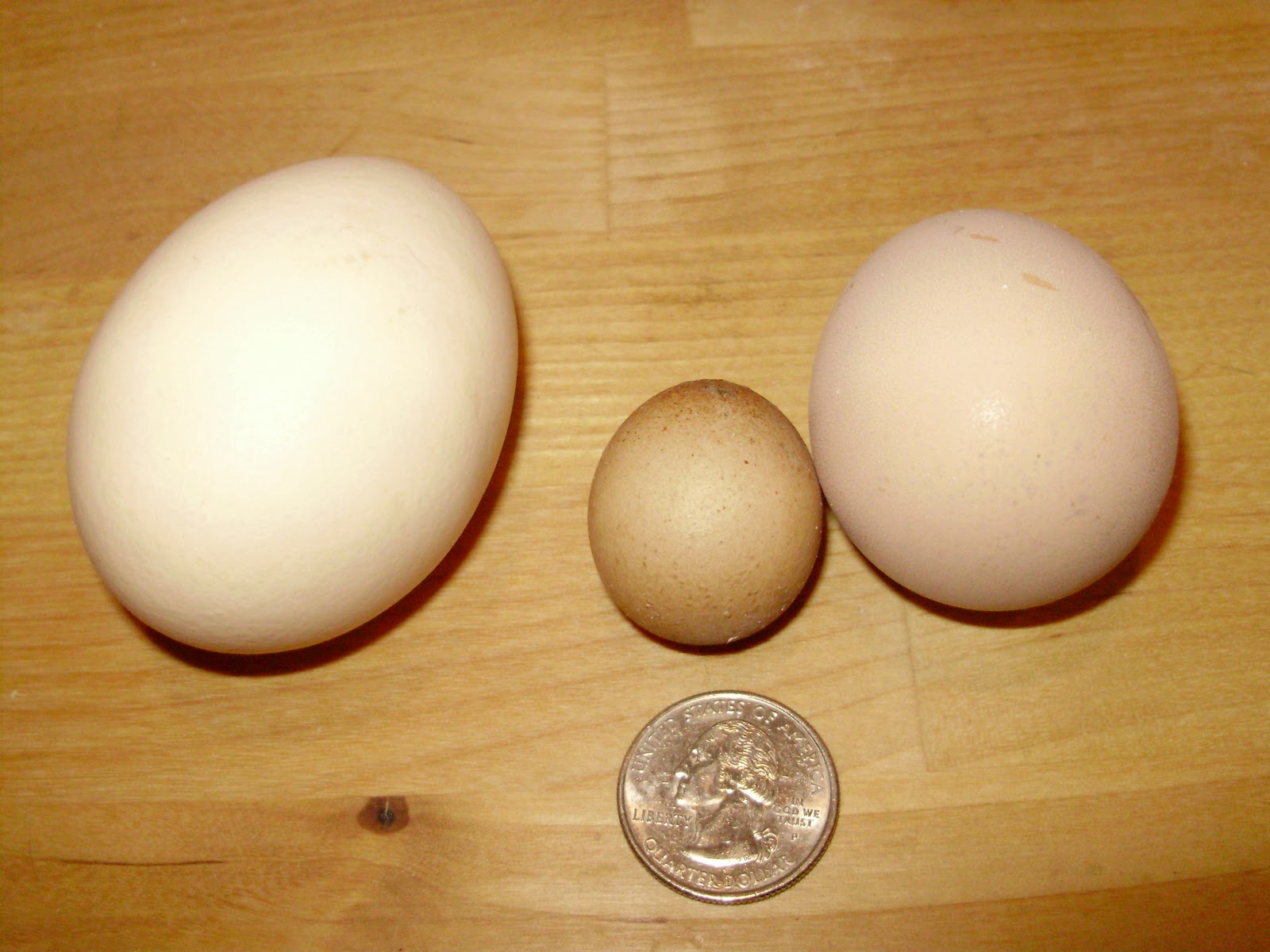 Ohiofarmgirl's Adventures In The Good Land: The tiniest egg ever