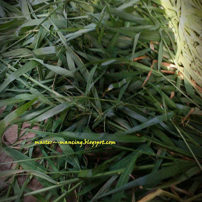 Master mancing: Umpan Rumput, Suket Cara Mancing Ikan Nila