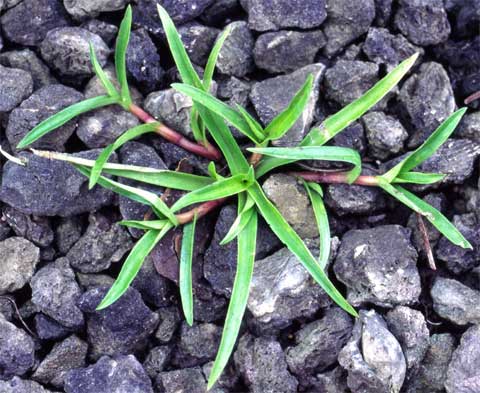 Flora de Puerto Rico Ilustrada Papo Vives: COMMELINACEAE MURDANIA NUDIFLORA