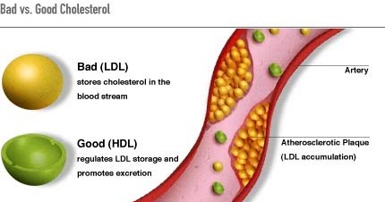 HOW TO INCREASE HDL CHOLESTEROL|| HDL LEVEL|| HOW TO IMPROVE THE HDL ...