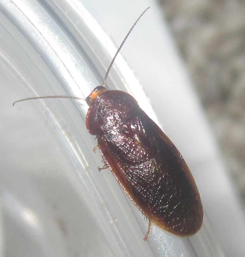 Invertebrate Dude: Perisphaerus punctatus: New Roly Poly Roaches!!!