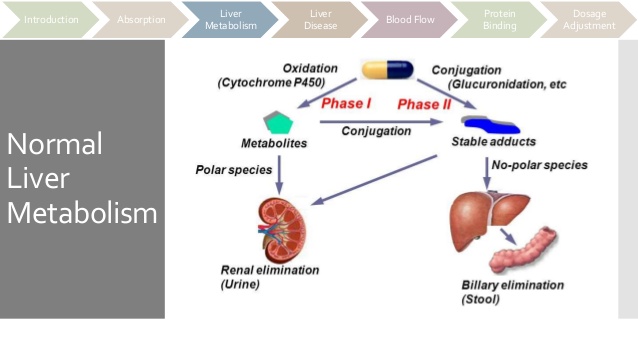 Anatomy, Functions and Conditions of liver - Medical Yukti