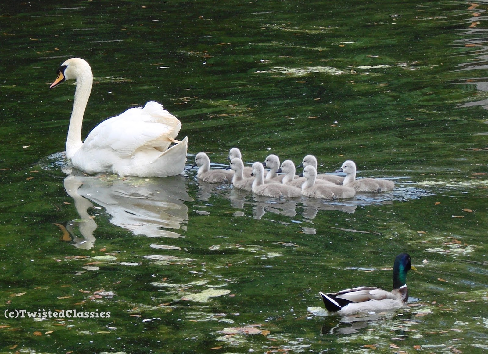 Birds and wildlife: Nine cygnets in Battersea