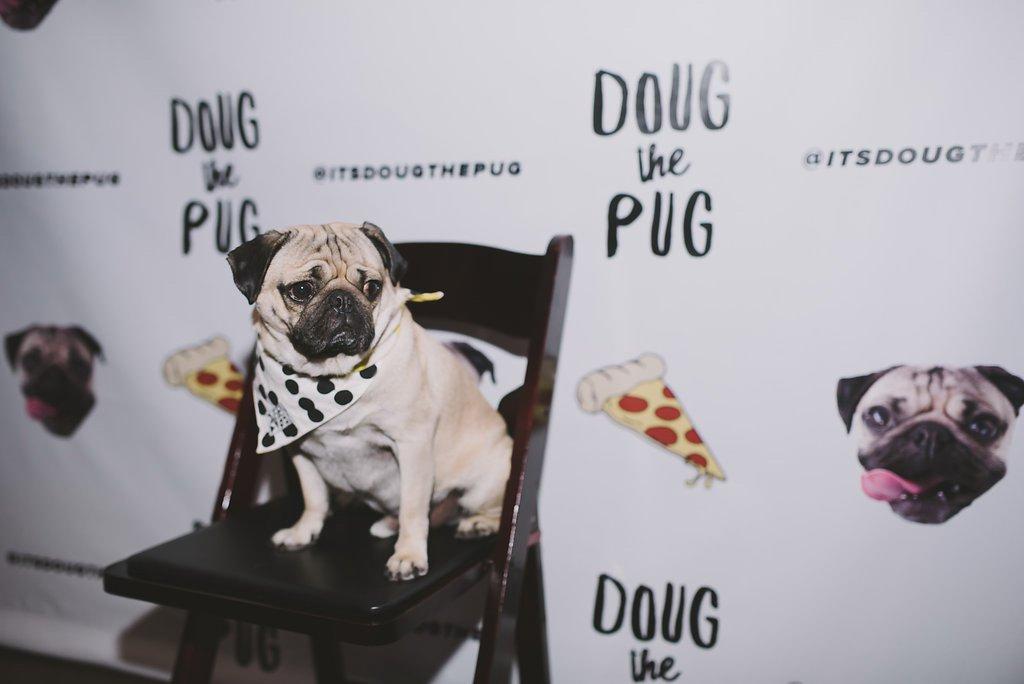 Tantalizing Trademarks™: DOUG THE PUG Files Trademark Application for ...