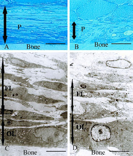 The Quest for Height: Grow Taller | Increase Height | Bone Size ...