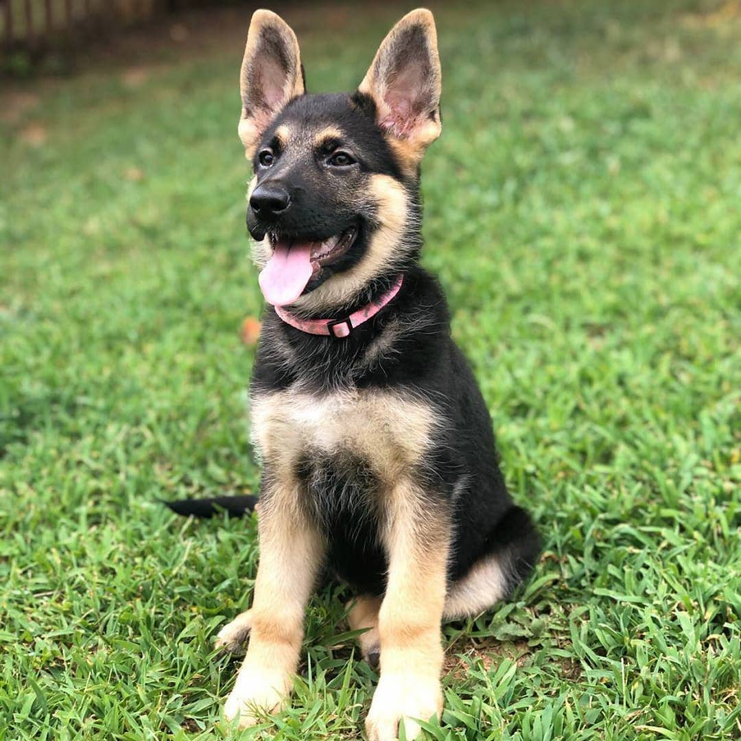 Pastor aleman golden retriever
