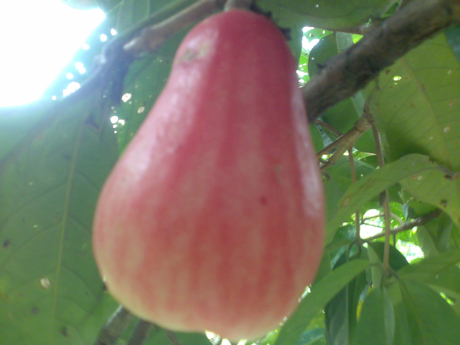 Tamora Unggul Nursery wa : 082167783577: Jambu Bol Jamaica