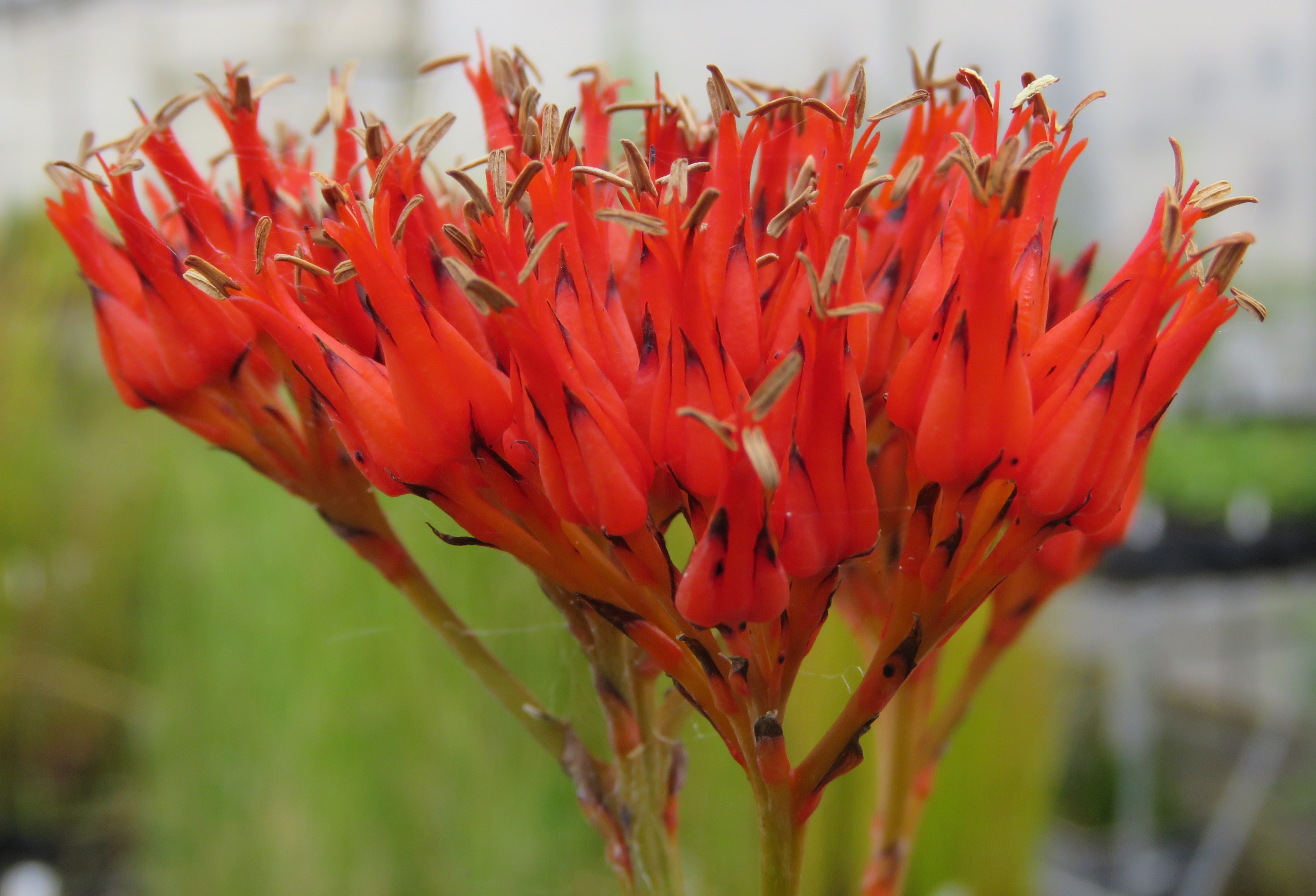 Haemodorum is red all over