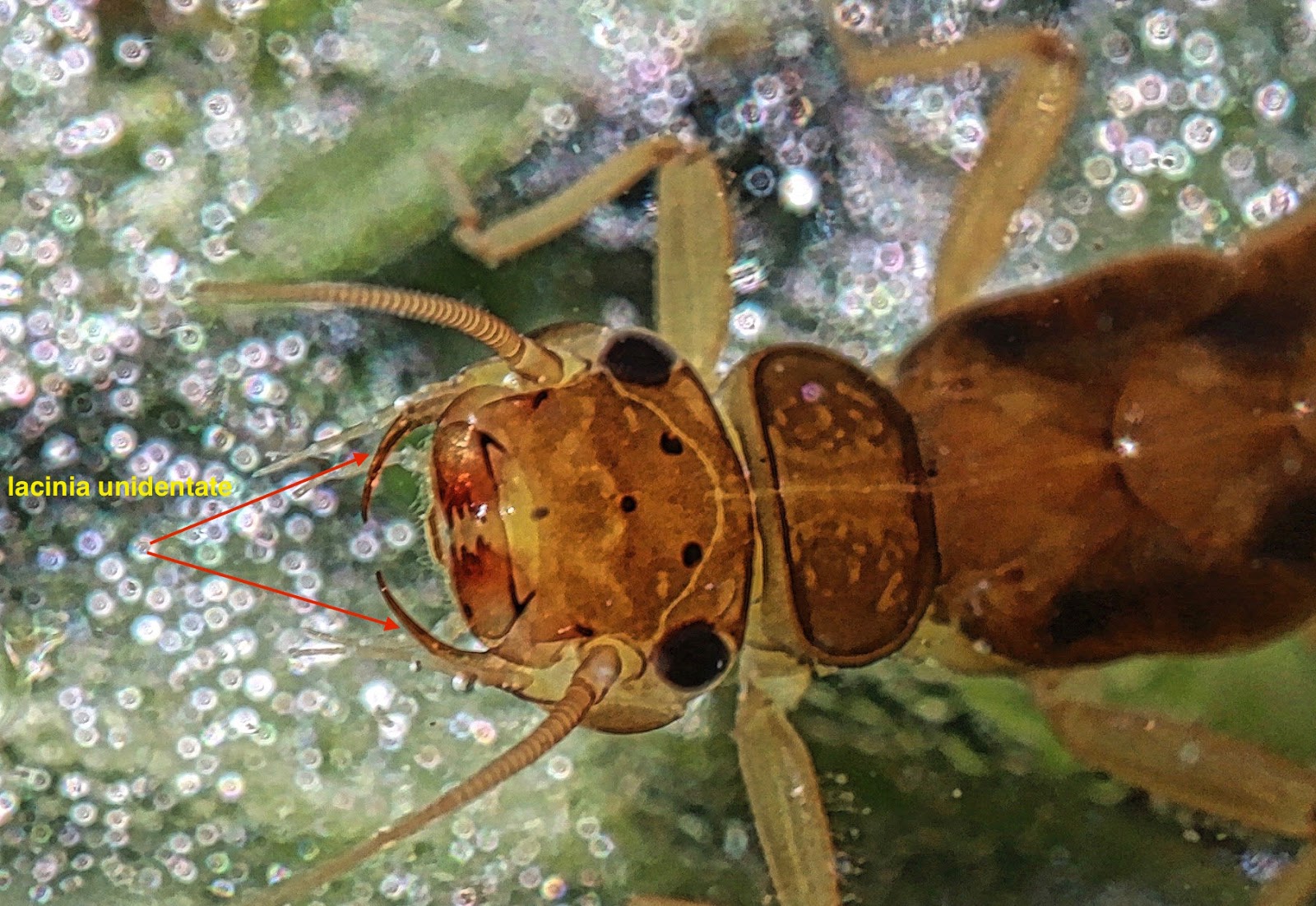 Aquatic Insects of Central Virginia: Teloganopsis deficiens, Micrasema ...