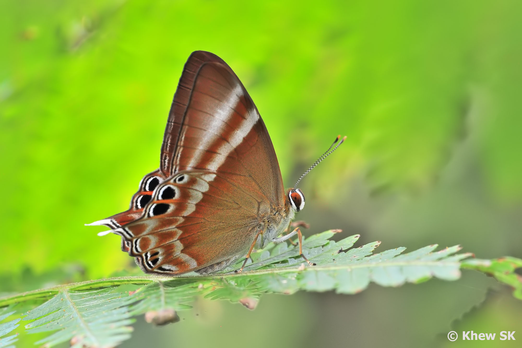 Butterflies of Singapore: Butterfly of the Month - May 2021