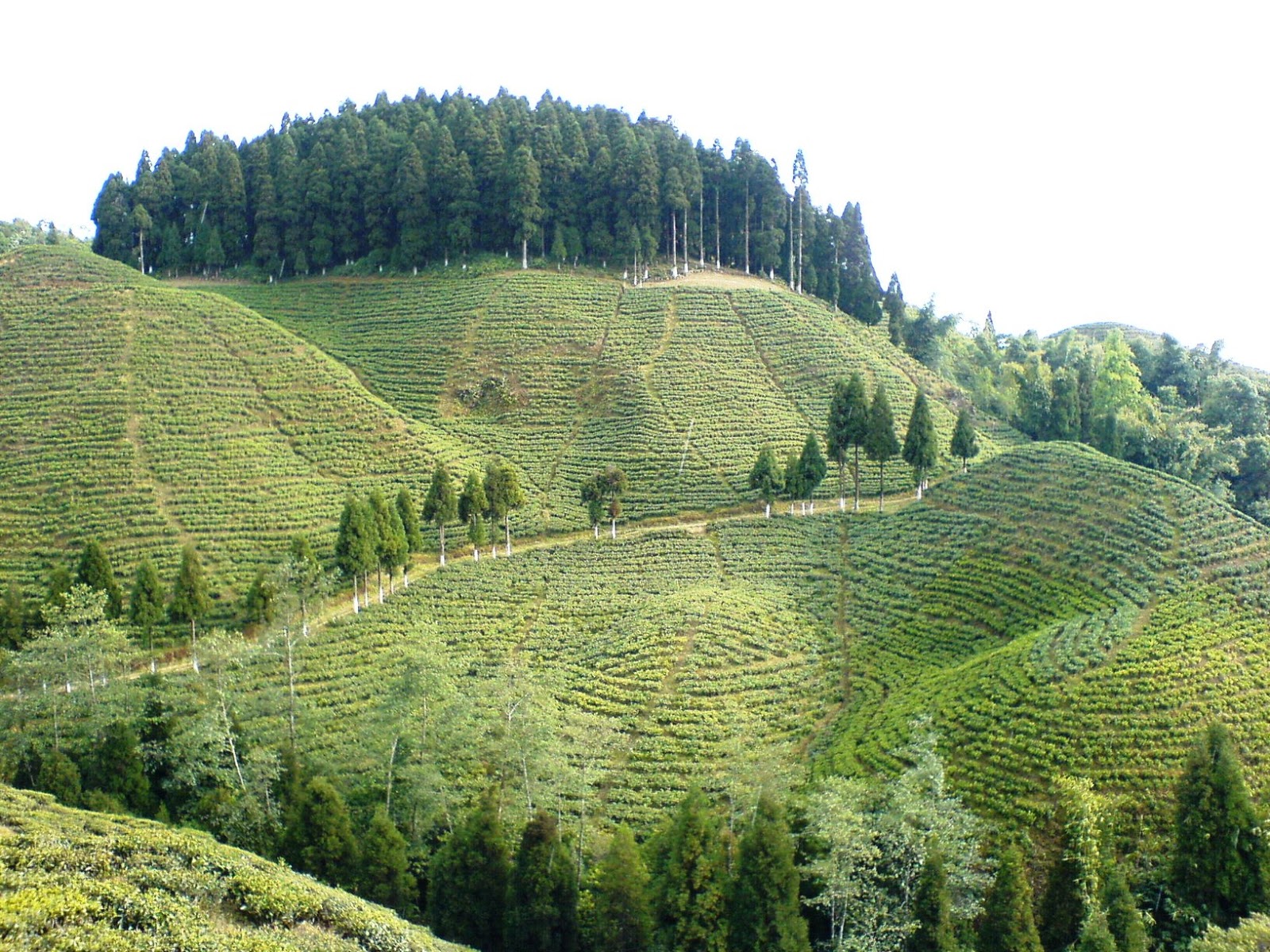 Take a Trip To Mirik To Discover Its Uncorrupted Beauty. | Dooars ...