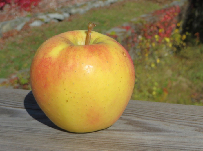 Sungold * - Adam's Apples