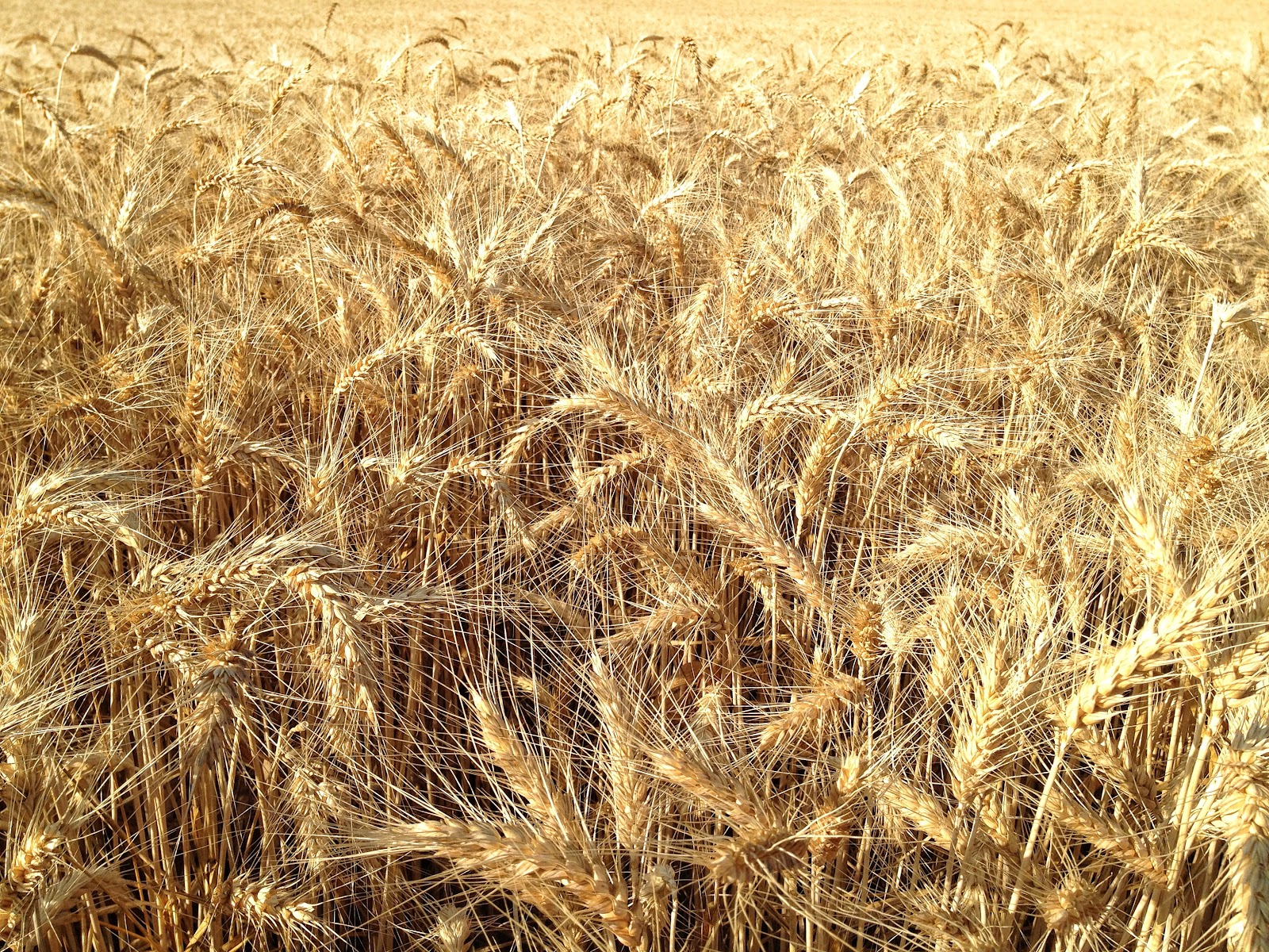 Artistic Adventurer - Teri Lou: August 2012