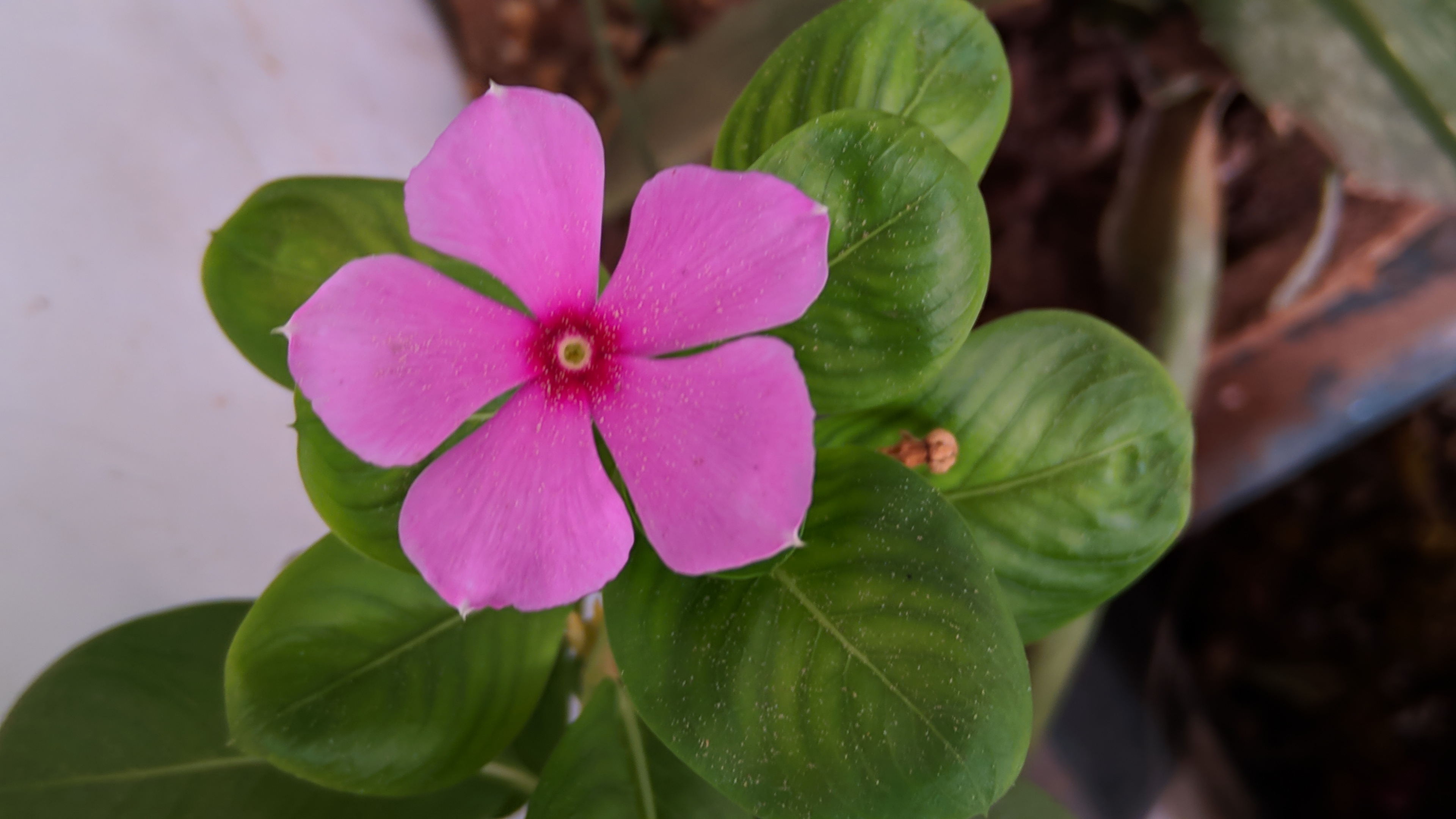 Catharanthus roseus