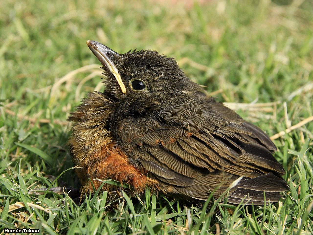 Aves Bonaerenses: Historia de un pichón de zorzal colorado