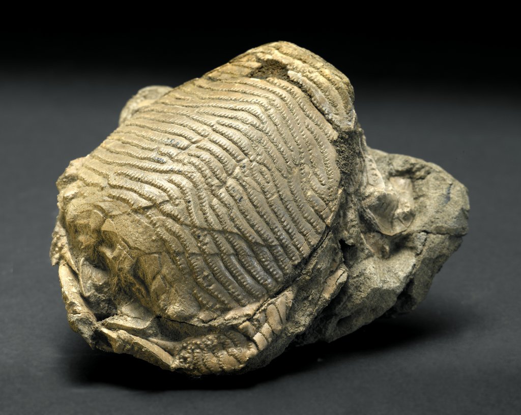 solitary dog sculptor: Fossils - Fosiles: Ranilia Fossil Crab - Links ...