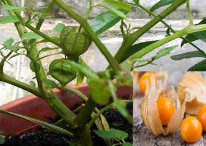 TANAM LETUP-LETUP DALAM POT - Budidaya Tanaman Porang