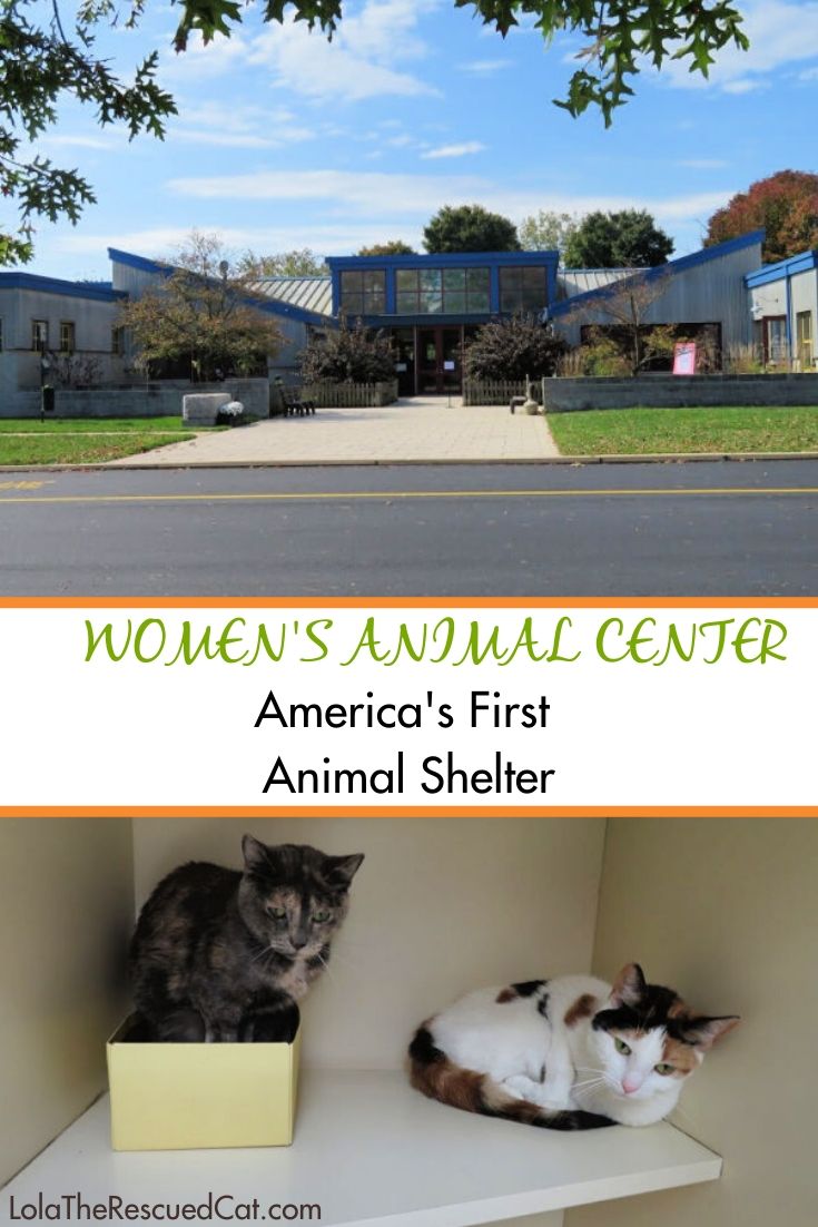 Women's Animal Center - America's First Animal Shelter! | Lola The ...