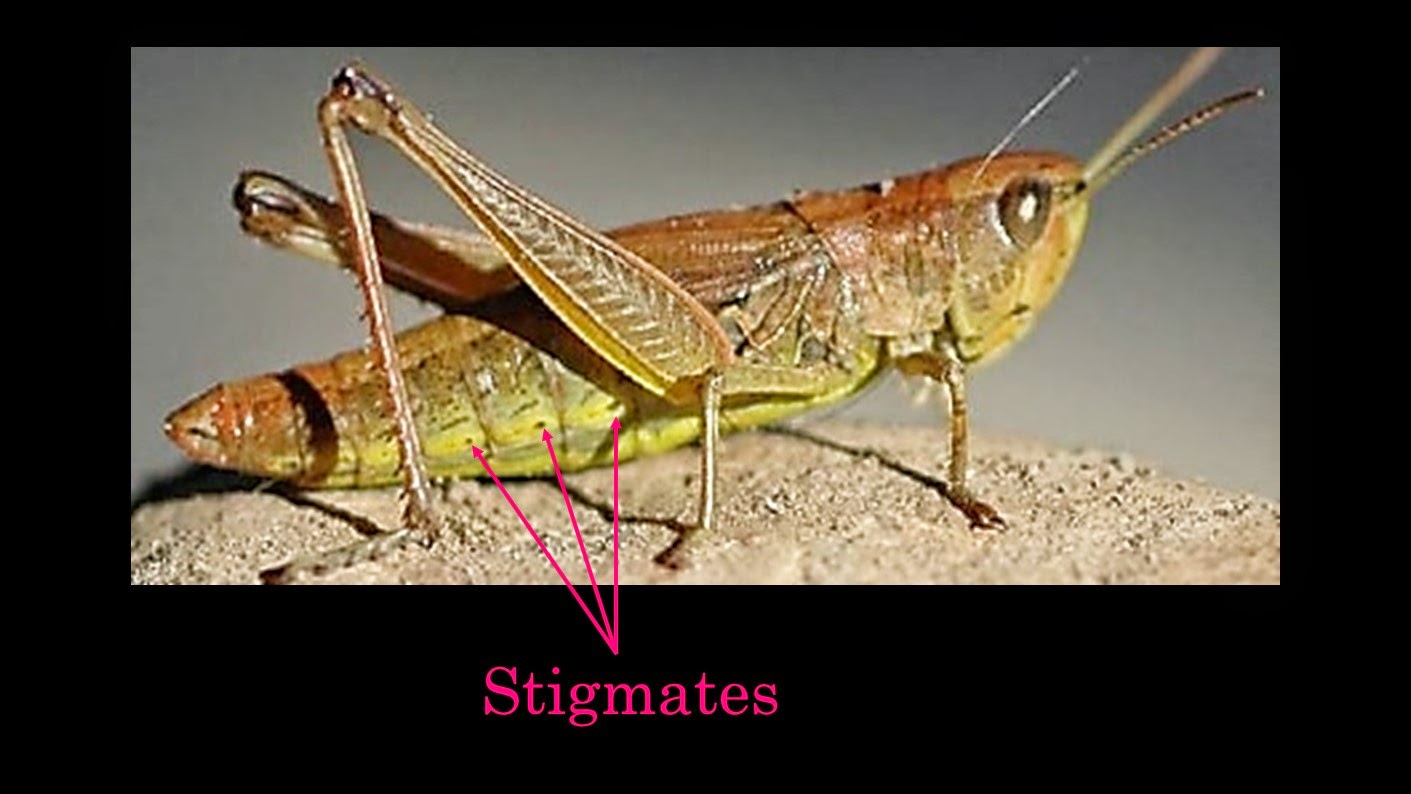 Le labo d'Anissa - SVT: Chapitre 2 : La respiration dans différents ...