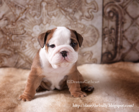 Daisy The Bully: Moo Moo 5 Weeks
